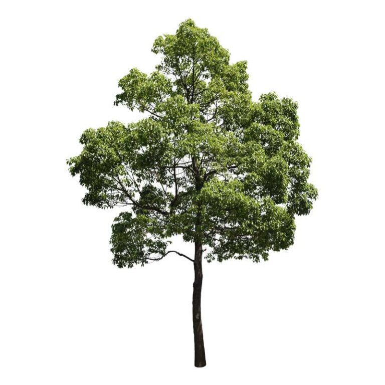 無料樹木素材セット04-100個 free_trees_set04 – sozaiya.com