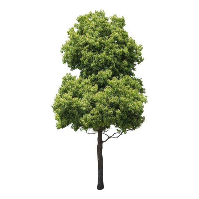 無料樹木素材セット07-30個 free_trees_set07 – sozaiya.com