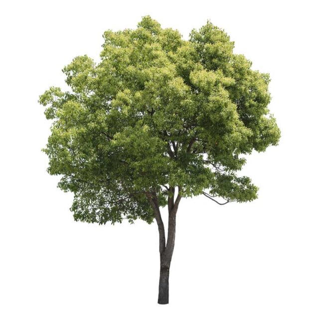 T3_148 – sozaiya.com