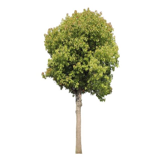 樹木素材 – ページ 5 – sozaiya.com