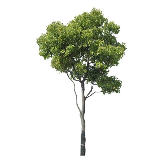 T3_153 – sozaiya.com