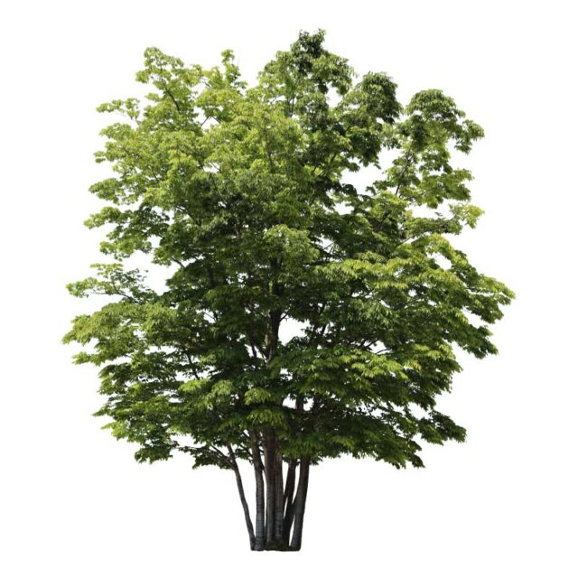 樹木素材 – ページ 3 – sozaiya.com