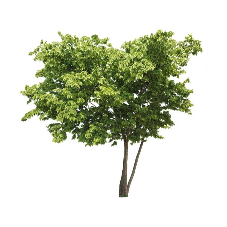 T3_155 – sozaiya.com