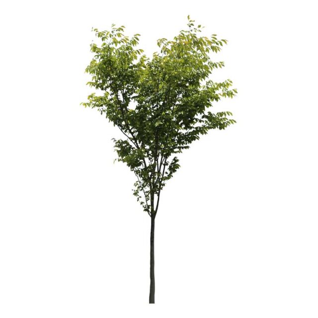 T3_160 – sozaiya.com