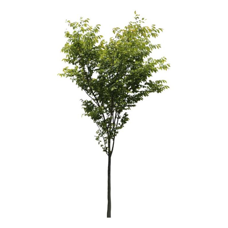 無料樹木素材セット04-100個 free_trees_set04 – sozaiya.com