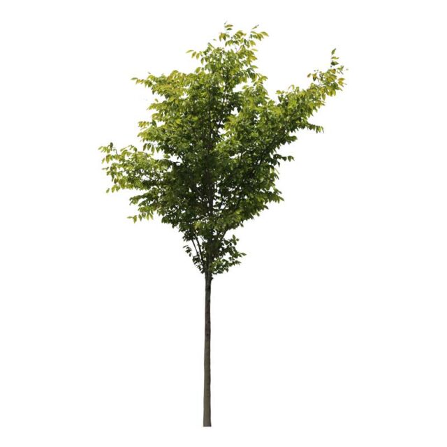 T3_161 – sozaiya.com