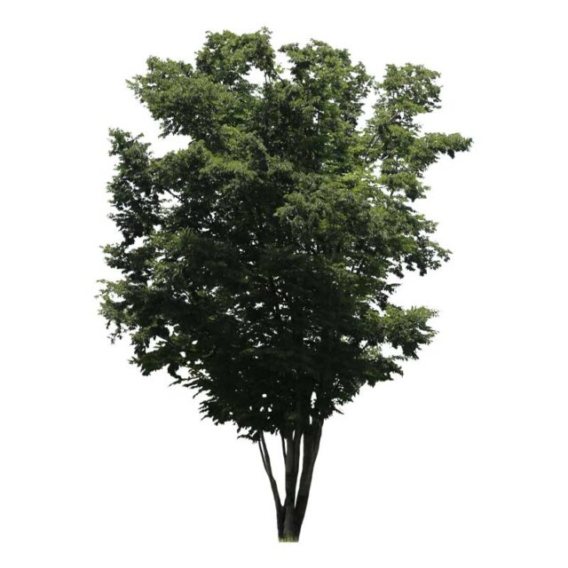 無料樹木素材セット07-30個 free_trees_set07 – sozaiya.com