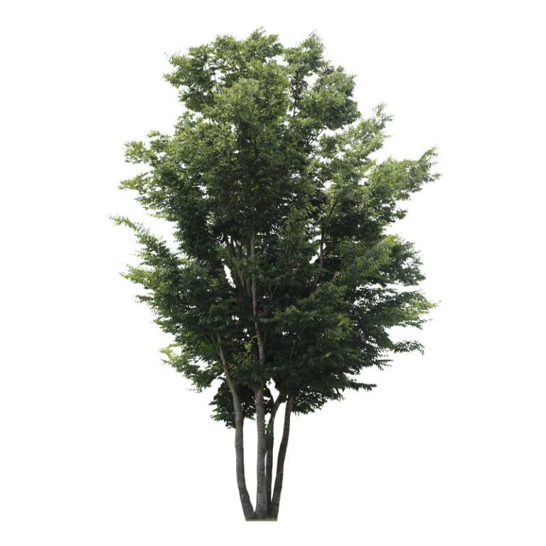 T3_082 – sozaiya.com