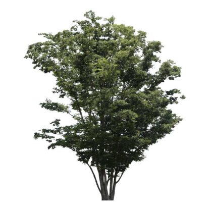 sozaiya.com – People cutout/tree material free/people illustration/architectural CG material site