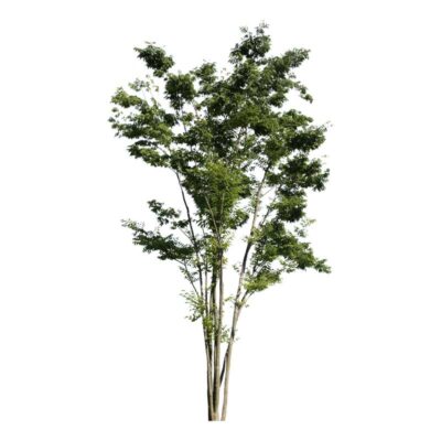 T3_166 – sozaiya.com