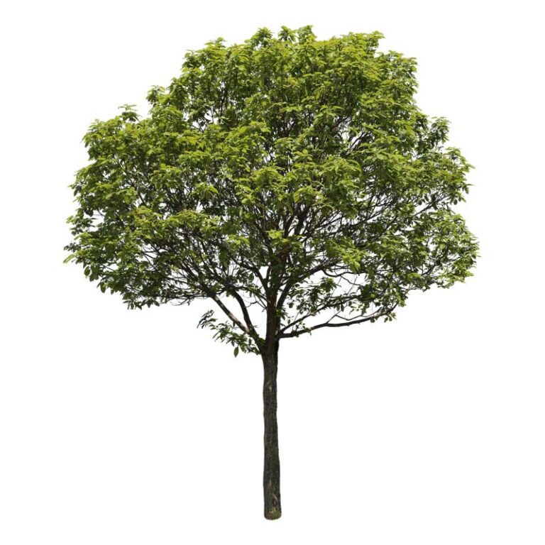 無料樹木素材セット04-100個 free_trees_set04 – sozaiya.com