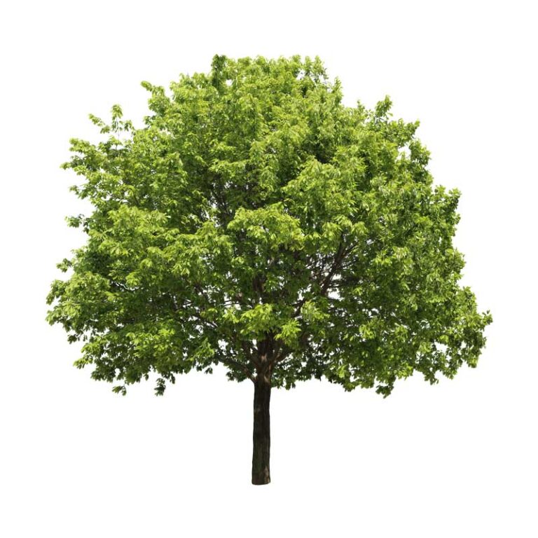 無料樹木素材セット05-100個 free_trees_set05 – sozaiya.com