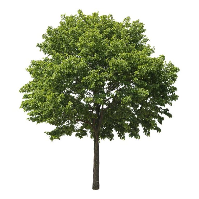 樹木素材 – ページ 4 – sozaiya.com