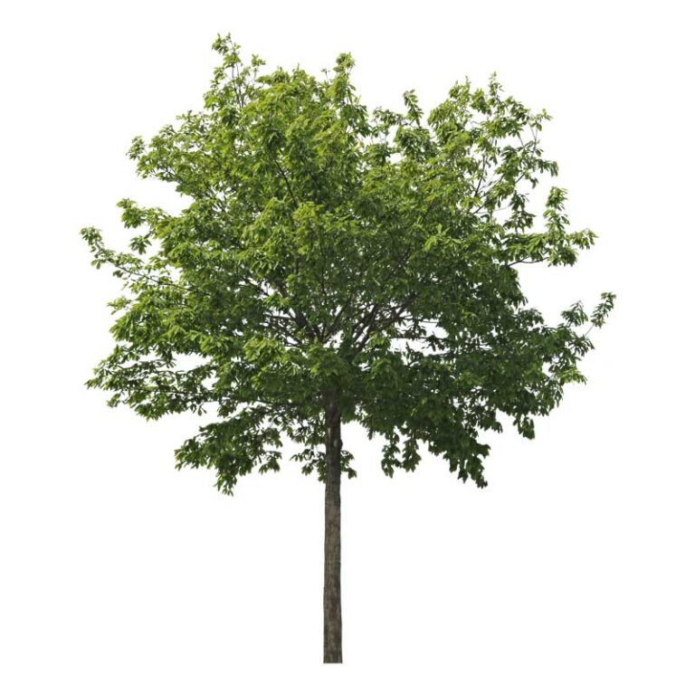 無料樹木素材セット06-100個 free_trees_set06 – sozaiya.com