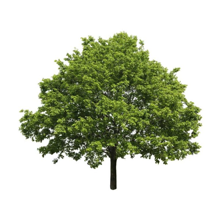 樹木素材 – sozaiya.com