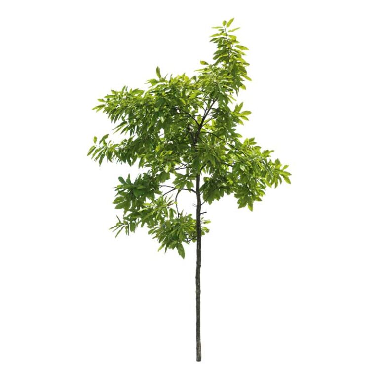 樹木素材 – ページ 5 – sozaiya.com