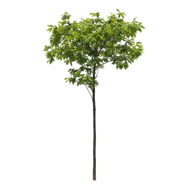 無料樹木素材セット07-30個 free_trees_set07 – sozaiya.com