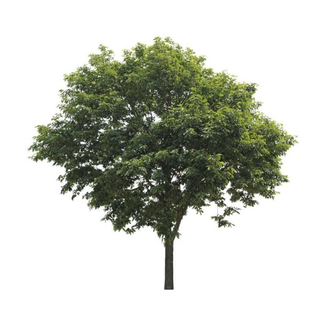 樹木素材 – sozaiya.com