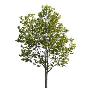 T3_088 – sozaiya.com