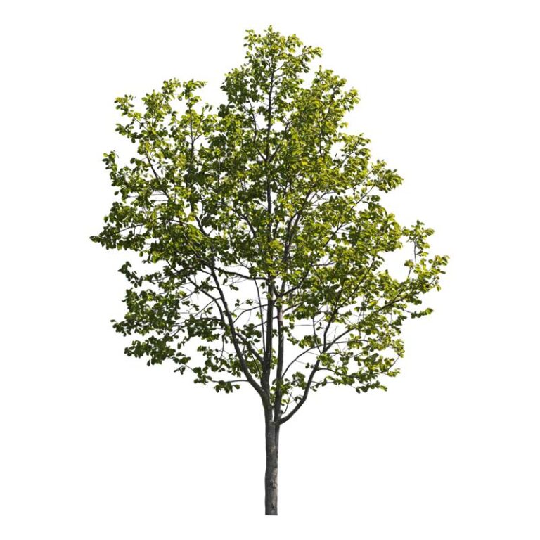 T3_181 – sozaiya.com