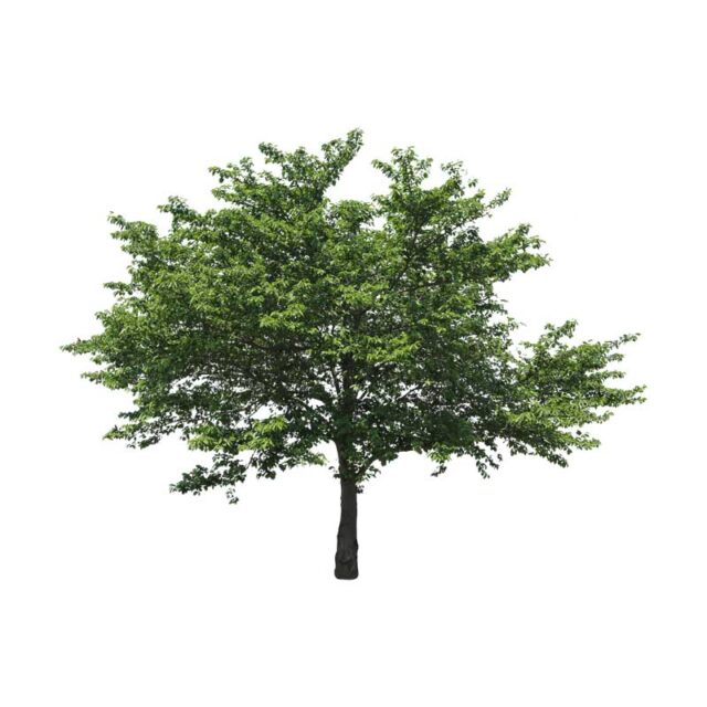 T3_182 – sozaiya.com