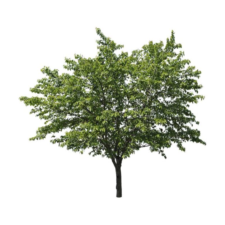 樹木素材 – sozaiya.com