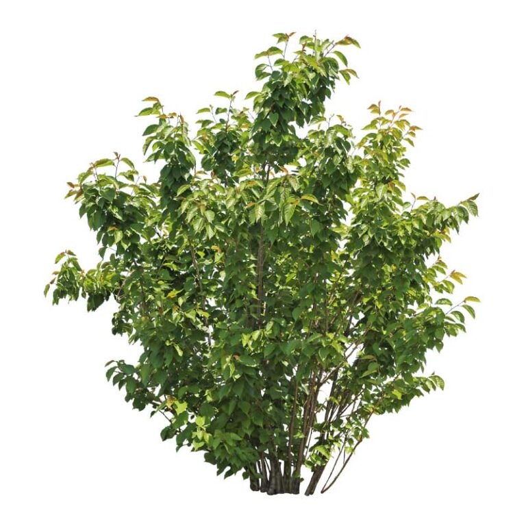 T3_184 – sozaiya.com