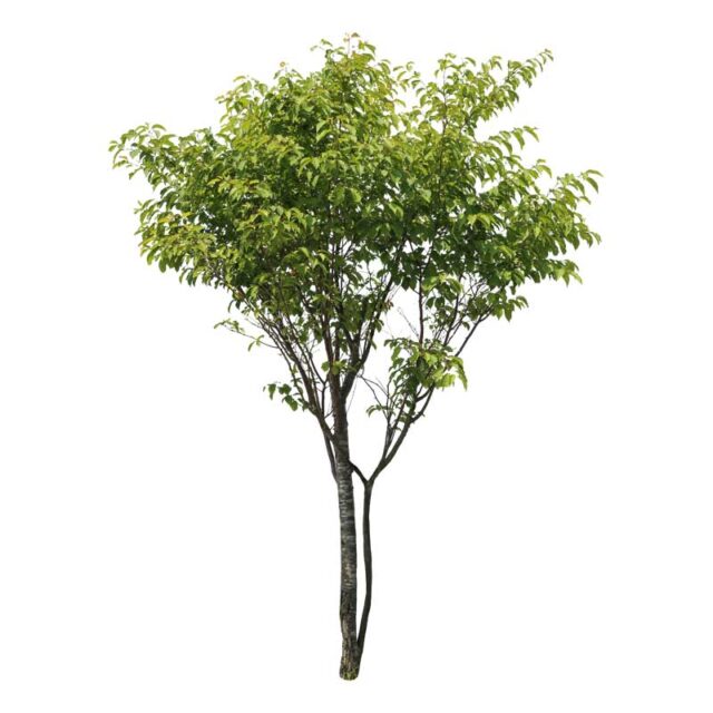 無料樹木素材セット04-100個 free_trees_set04 – sozaiya.com