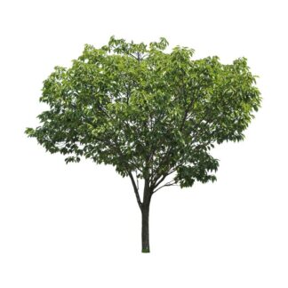 T3_314 – sozaiya.com