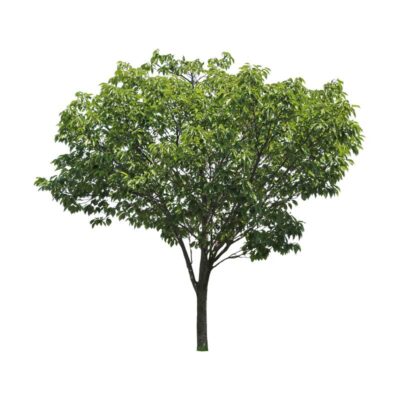 T3_261 – sozaiya.com