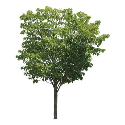 T3_188 – sozaiya.com