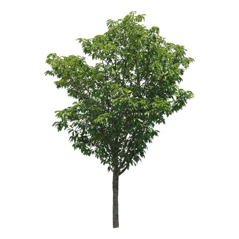 T3_082 – sozaiya.com