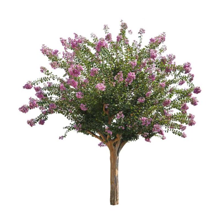 無料樹木素材セット05-100個 free_trees_set05 – sozaiya.com