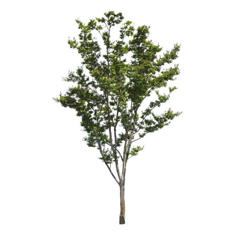 T3_082 – sozaiya.com