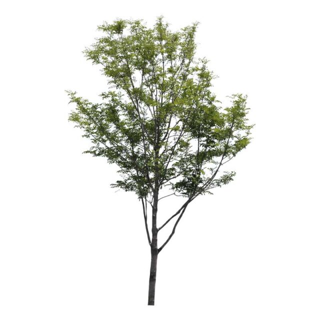 T3_194 – sozaiya.com