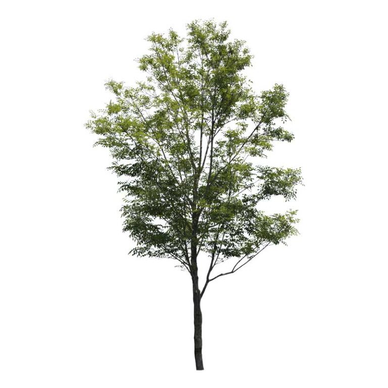 無料樹木素材セット07-30個 free_trees_set07 – sozaiya.com
