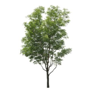 無料樹木素材セット07-30個 free_trees_set07 – sozaiya.com