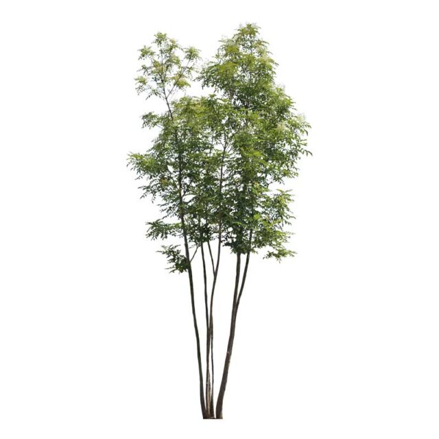 T3_082 – sozaiya.com