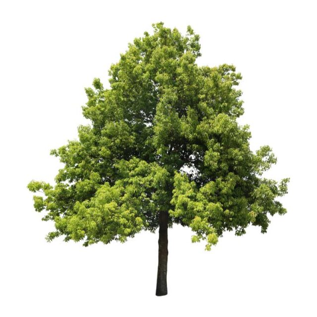 T3_181 – sozaiya.com