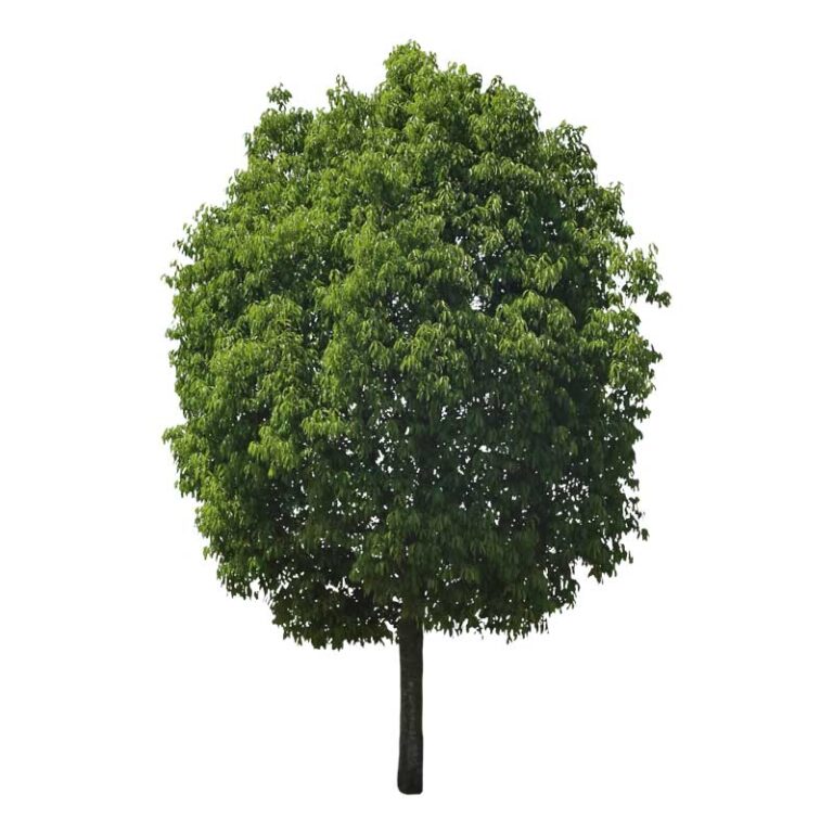 T3_082 – sozaiya.com