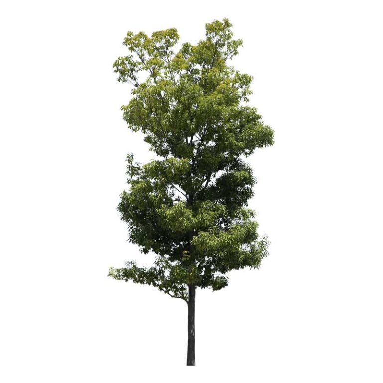 T3_247 – sozaiya.com