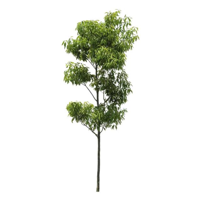 T3_082 – sozaiya.com