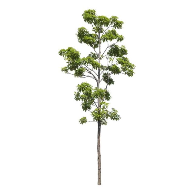 無料樹木素材セット04-100個 free_trees_set04 – sozaiya.com