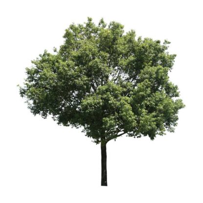 樹木素材 – ページ 2 – sozaiya.com