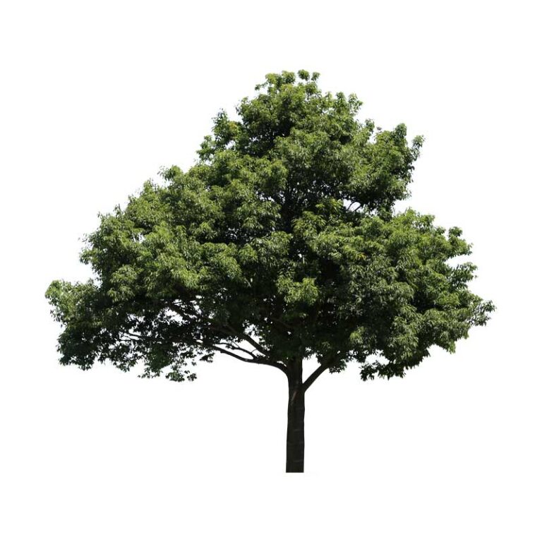 樹木素材 – sozaiya.com