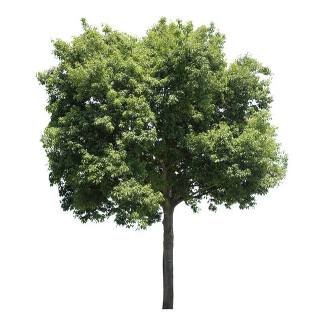 樹木素材 – sozaiya.com