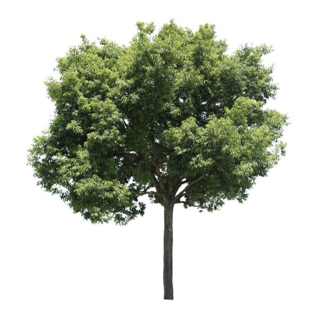 T3_217 – sozaiya.com