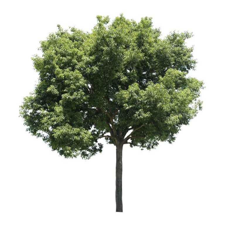 樹木素材 – ページ 3 – sozaiya.com