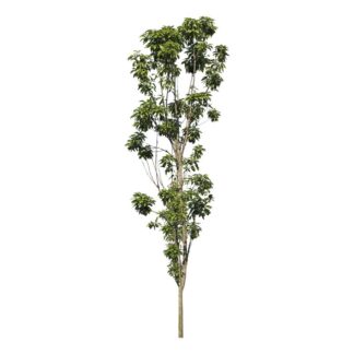 T3_009 – sozaiya.com