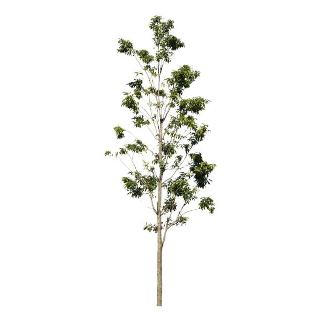 T3_082 – sozaiya.com